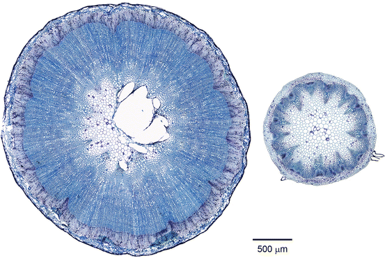Variation in Angiosperm Wood Structure and Its Physiological and ...