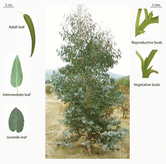 Phase Change and Phenology in Trees | SpringerLink