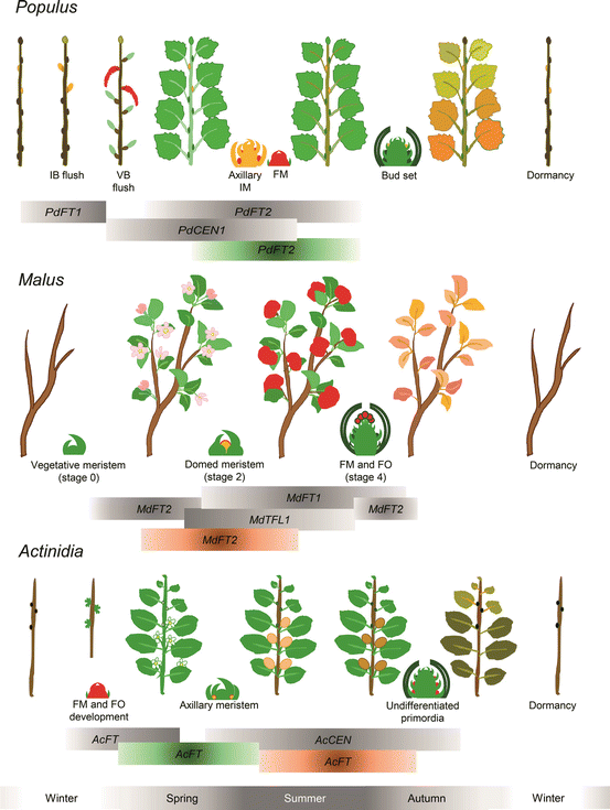 Phase Change and Phenology in Trees | SpringerLink