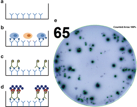 ELISPOT Techniques | SpringerLink