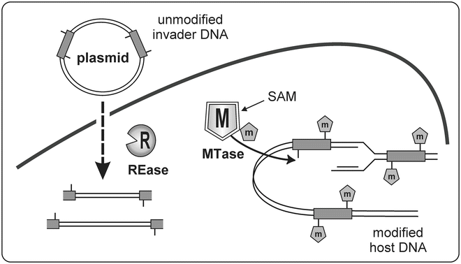 Restriction–Modification Systems as a Barrier for Genetic Manipulation ...