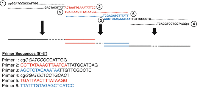 Splicing by Overlap Extension PCR to Obtain Hybrid DNA Products ...