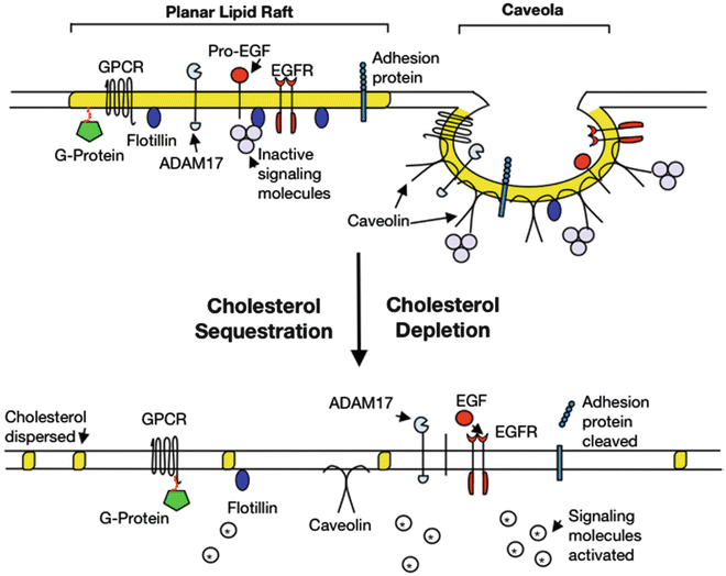 Lipid Rafts and Detergent-Resistant Membranes in Epithelial ...