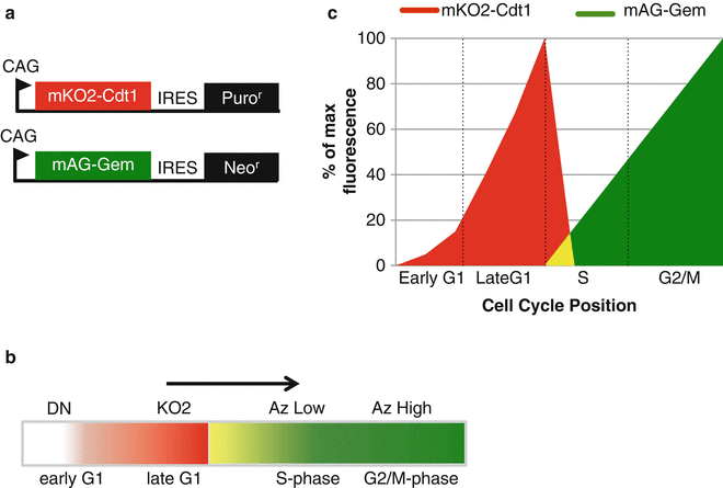 Expanding the Utility of FUCCI Reporters Using FACS-Based Omics ...