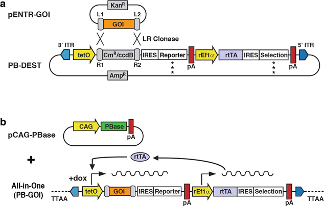Inducible Transgene Expression in Human iPS Cells Using Versatile All ...