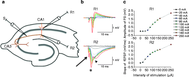 Extracellular Recordings of Synaptic Plasticity and Network ...