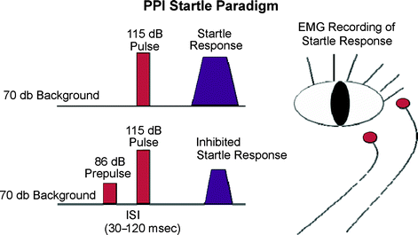Prepulse Inhibition of the Startle Reflex: A Window on the Brain in ...