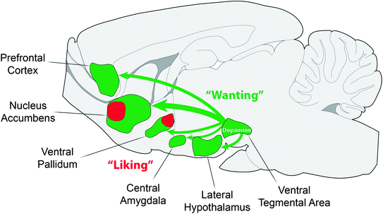 Roles of “Wanting” and “Liking” in Motivating Behavior: Gambling, Food ...