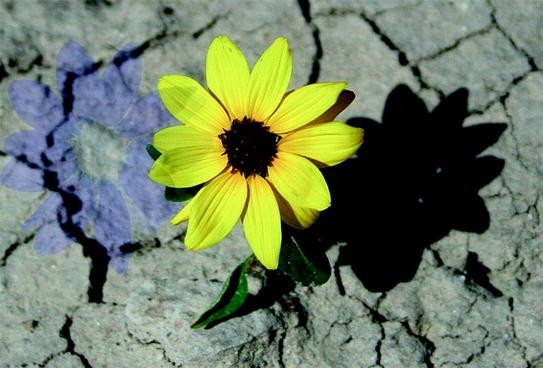 A Review of Hallucinogen Persisting Perception Disorder (HPPD) and an ...