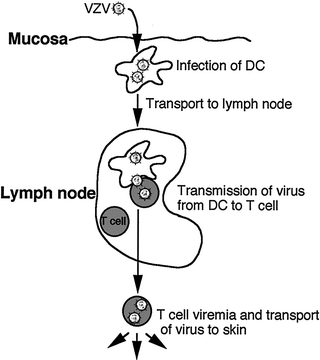 Varicella Zoster Virus Immune Evasion Strategies | SpringerLink