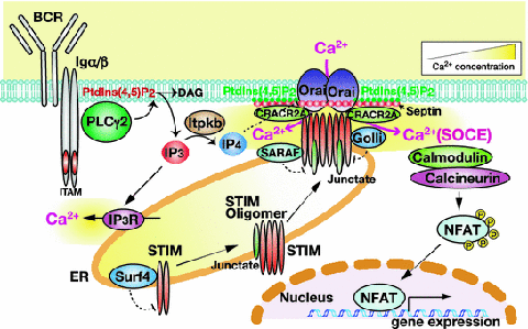 Role of Calcium Signaling in B Cell Activation and Biology | SpringerLink