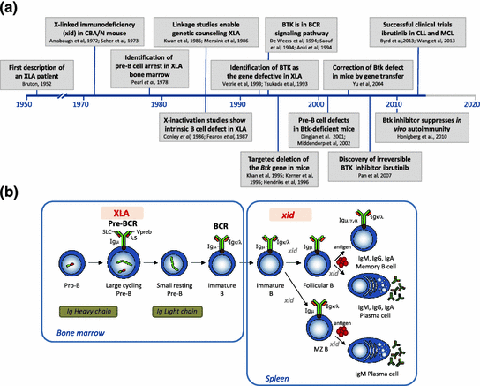 BTK Signaling in B Cell Differentiation and Autoimmunity | SpringerLink