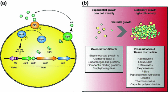 The Role of Two-Component Signal Transduction Systems in Staphylococcus ...