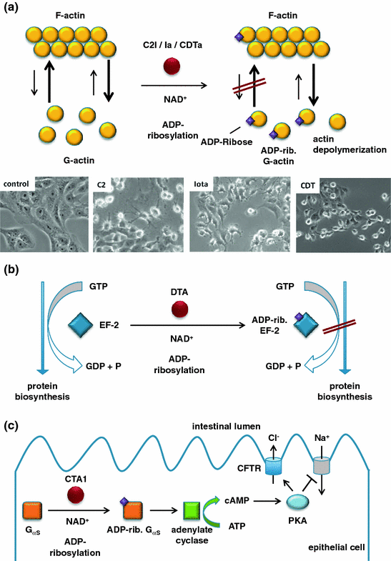Host Cell Chaperones Hsp70/Hsp90 and Peptidyl-Prolyl Cis/Trans ...