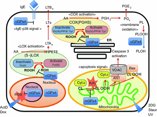 Lipid Peroxidation-Dependent Cell Death Regulated by GPx4 and ...