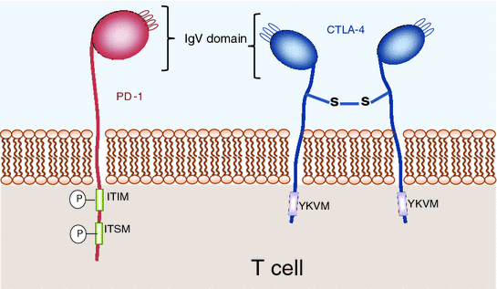 Role of PD-1 in Immunity and Diseases | SpringerLink