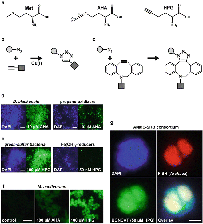 Detection of Protein-Synthesizing Microorganisms in the Environment via ...