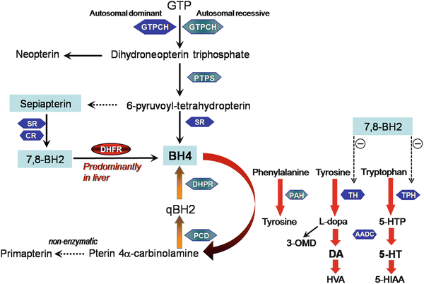 LC-MS/MS Analysis of Cerebrospinal Fluid Metabolites in the Pterin ...