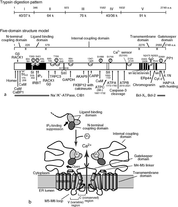 Structure of IP3 Receptor | SpringerLink
