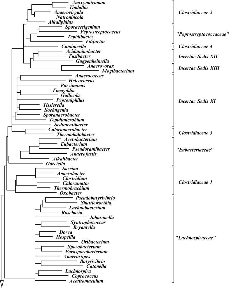 Revised road map to the phylum Firmicutes | SpringerLink