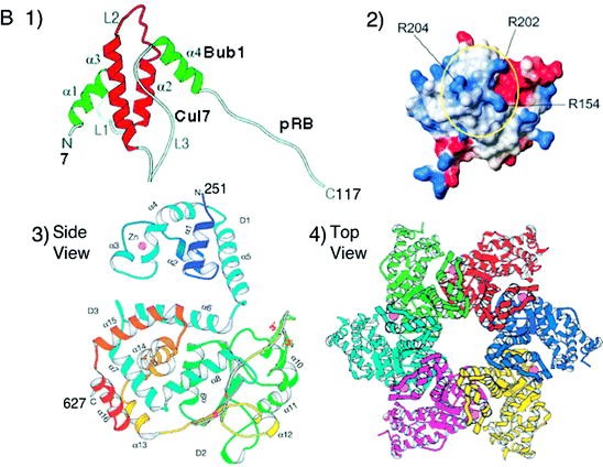 Polyomavirus Life Cycle | SpringerLink