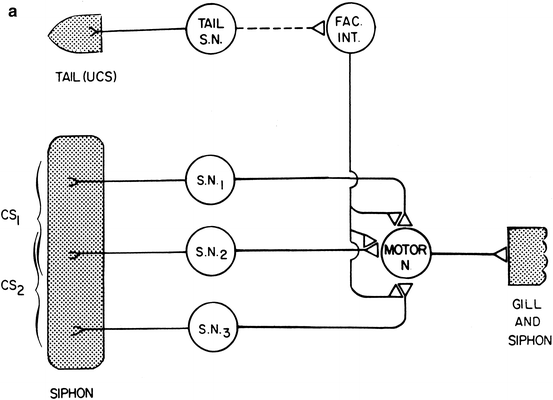 Neural Mechanisms of Attention | SpringerLink