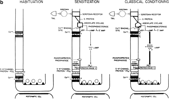 Neural Mechanisms of Attention | SpringerLink