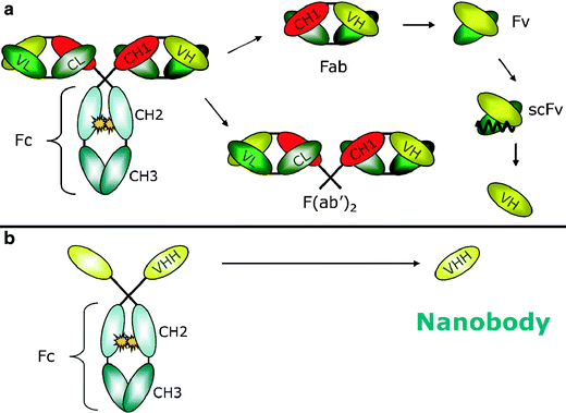 Nanobodies, Single-Domain Antigen-Binding Fragments of Camelid Heavy ...