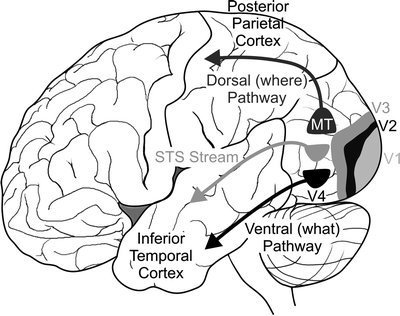 Deficits in Visuospatial/Visuoconstructional Skills and Motor Praxis ...