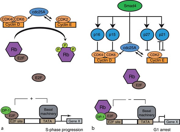 Smad4/TGF-β Signaling Pathways in Pancreatic Cancer Pathogenesis ...