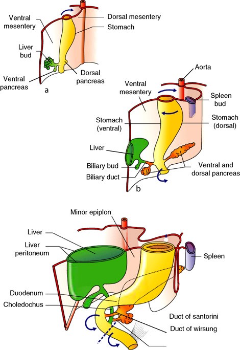 Development and Structure of the Pancreas | SpringerLink