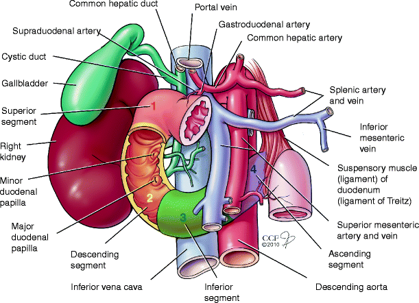 Gastrointestinal Anatomy | SpringerLink