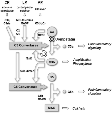 Compstatin: A Complement Inhibitor on its Way to Clinical Application ...