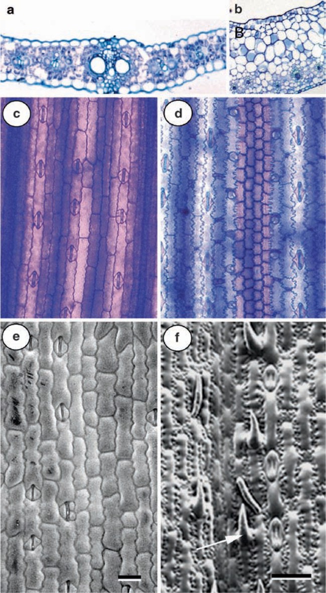 Cell Biology of Maize Leaf Development | SpringerLink