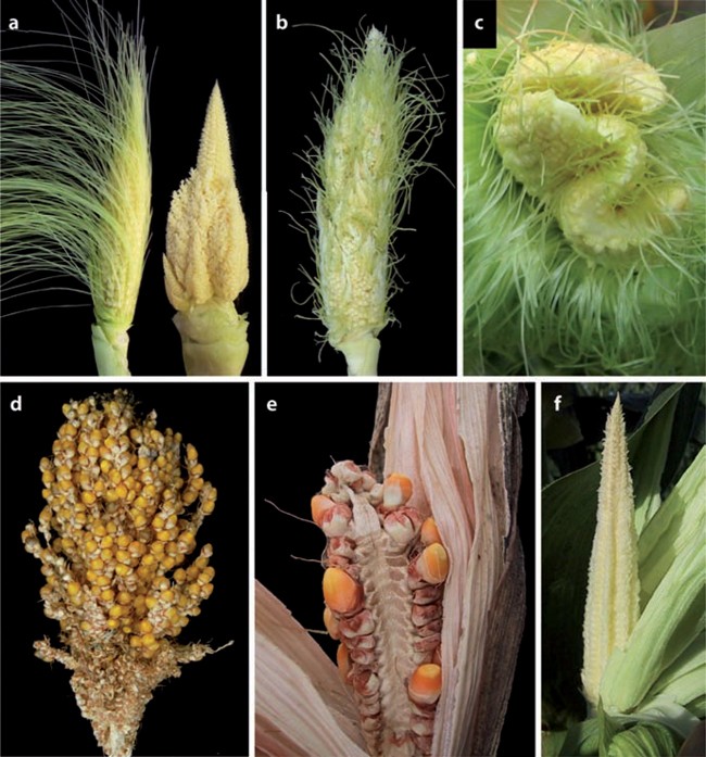 Development of the Inflorescences | SpringerLink