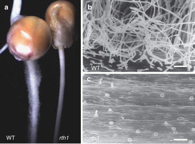 The Maize Root System: Morphology, Anatomy, and Genetics | SpringerLink