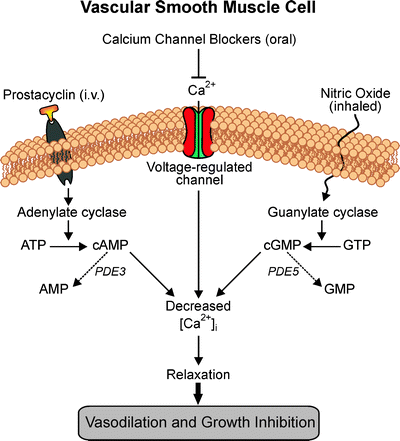 Calcium Channel Blockers in the Treatment of Pulmonary Arterial ...