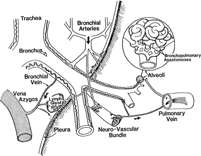 Bronchial Arterial Circulation in the Human | SpringerLink