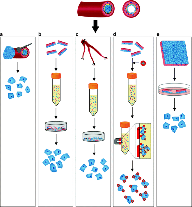Isolation and Culture of Pulmonary Vascular Smooth Muscle and ...