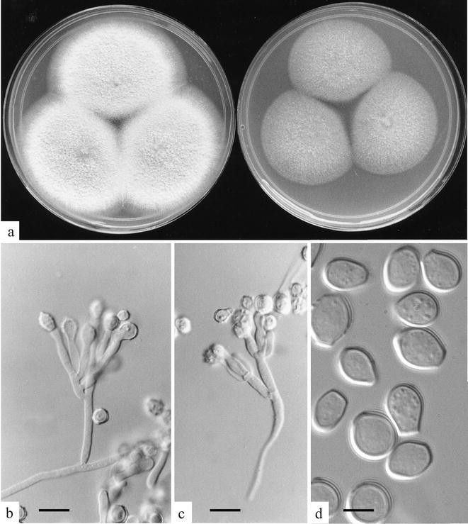 Penicillium and Related Genera | SpringerLink