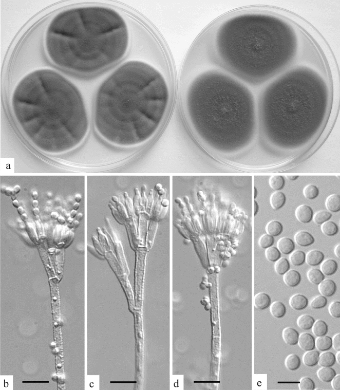 Penicillium and Related Genera | SpringerLink