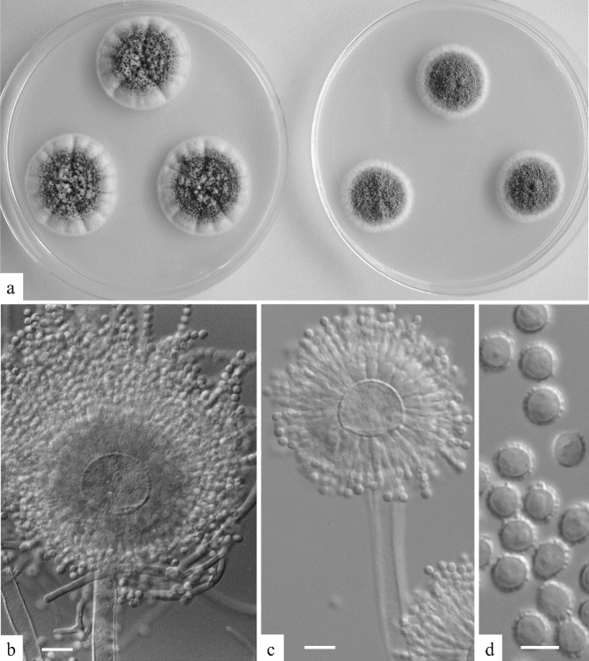 Aspergillus and Related Teleomorphs | SpringerLink