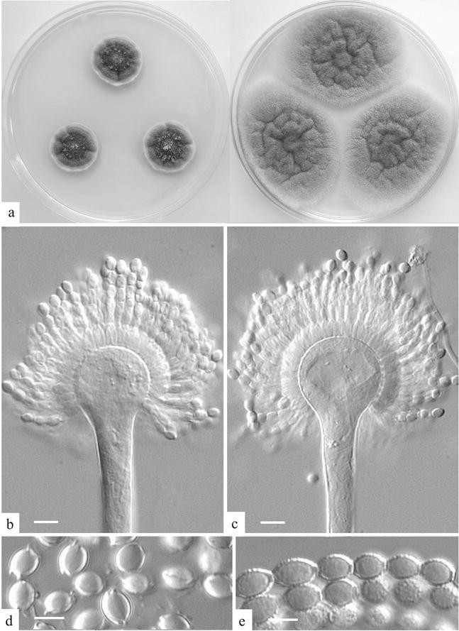Aspergillus and Related Teleomorphs | SpringerLink