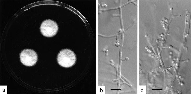 Xerophiles | SpringerLink