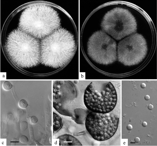 Xerophiles | SpringerLink