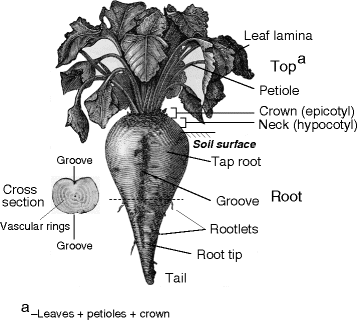 Sugar Beet | SpringerLink