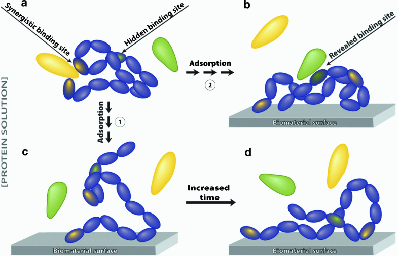 Protein Adsorption to Biomaterials | SpringerLink