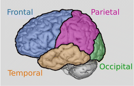 Neuroanatomy: The Brain–Behavior Relationship | SpringerLink