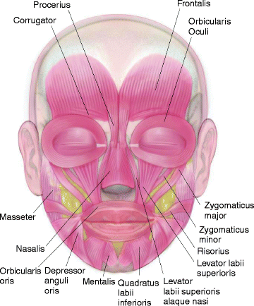 Face as an Organ: The Functional Anatomy of the Face | SpringerLink