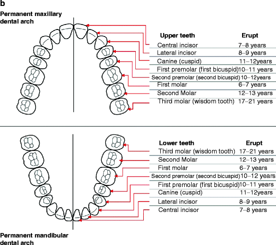A Pathologist’s Guide to Forensic Odontology Identification | SpringerLink
